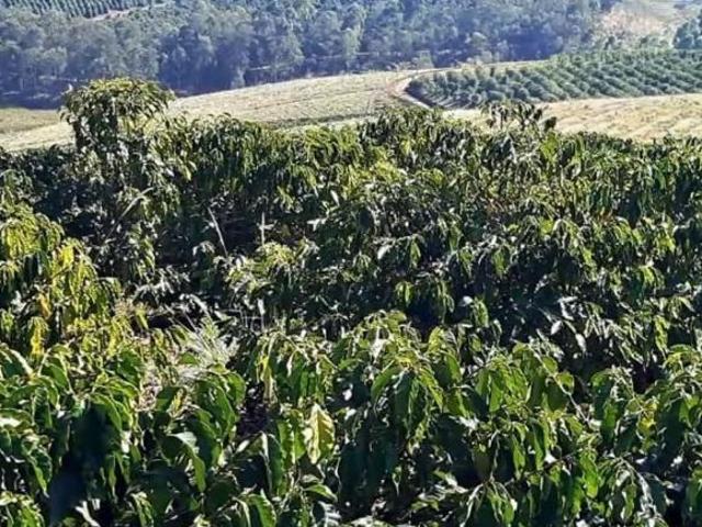 Fazenda / Sítios / Chácaras com 2 quartos à venda em São Gonçalo Do Sapucaí, no bairro Zona Rural