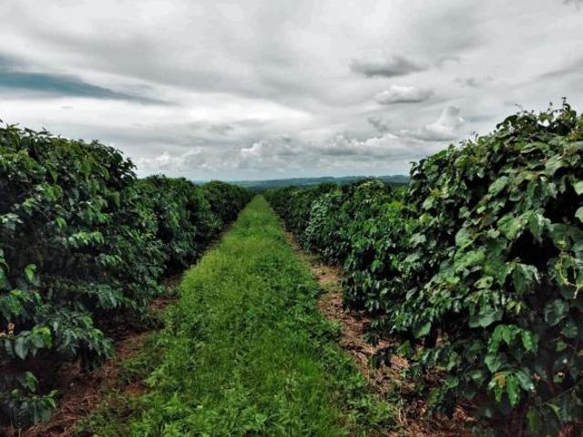 Fazenda / Sítios / Chácaras com 2 quartos à venda em Pimenta, no bairro Centro