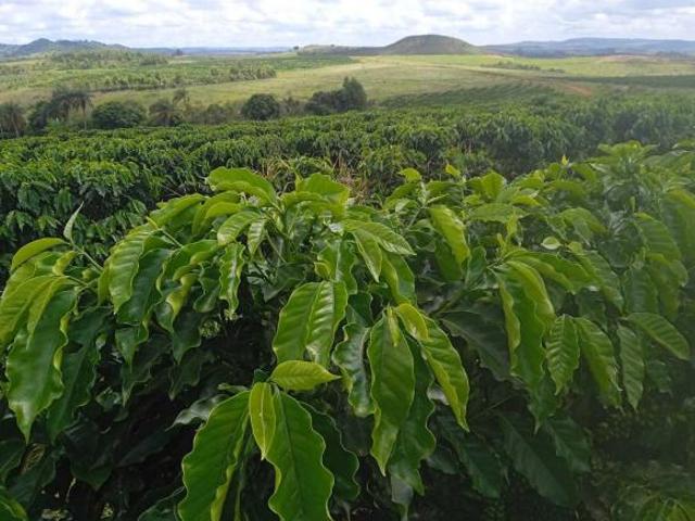 Fazenda / Sítios / Chácaras com 2 quartos à venda em Tiros, no bairro Zona Rural