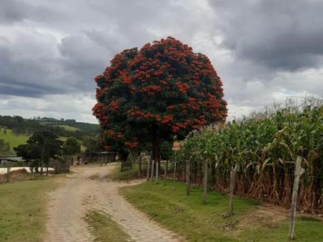 Fazenda / Sítios / Chácaras com 4 quartos à venda em Carmópolis De Minas, no bairro Centro