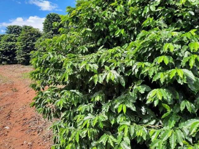 Fazenda / Sítios / Chácaras com 4 quartos à venda em Ouro Fino, no bairro Zona Rural