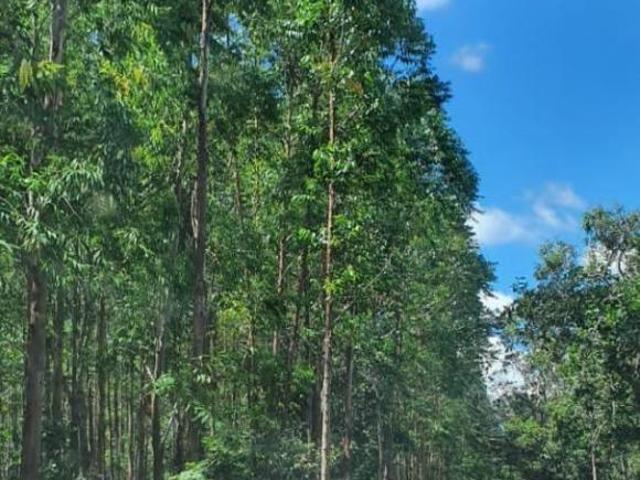 Fazenda / Sítios / Chácaras com 4 quartos à venda em Lassance, no bairro Centro