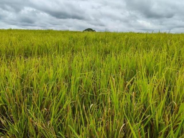 Fazenda / Sítios / Chácaras com 5 quartos à venda em Conceição Do Pará, no bairro Zona Rural