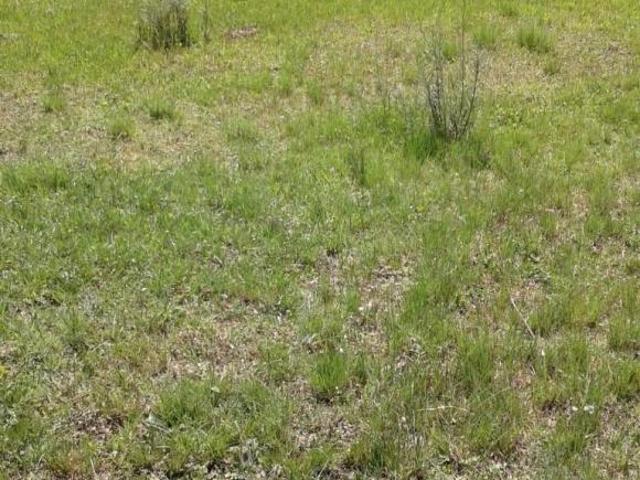 Fazenda, Sobradinho, Itaqui, RS
