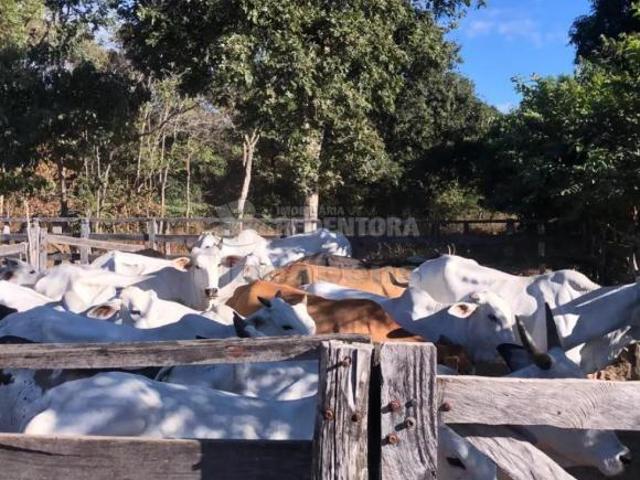 Fazenda | Urucuia