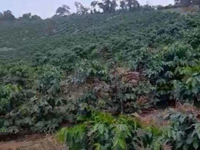 Fazenda venda. Empório Negócios vende fazenda café e lavoura na região de Sul de Minas