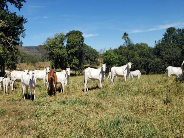 Fazenda venda Goiás, Caiapônia. 183 alqueires grandes Super Fazenda R$ 25.000.000,00