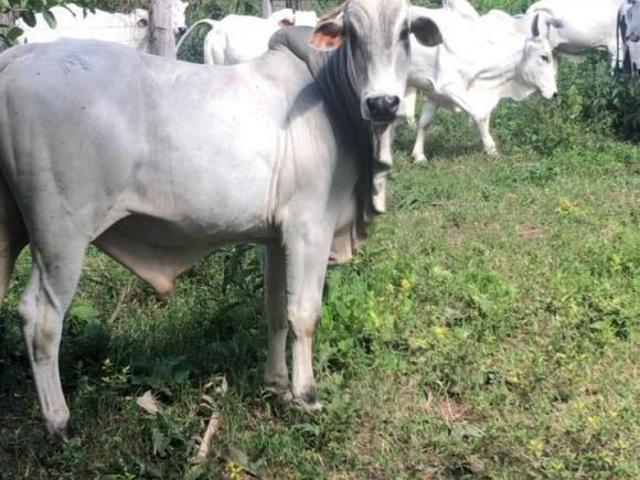 Fazenda, Zona Rural, São João D&apos aliança, GO