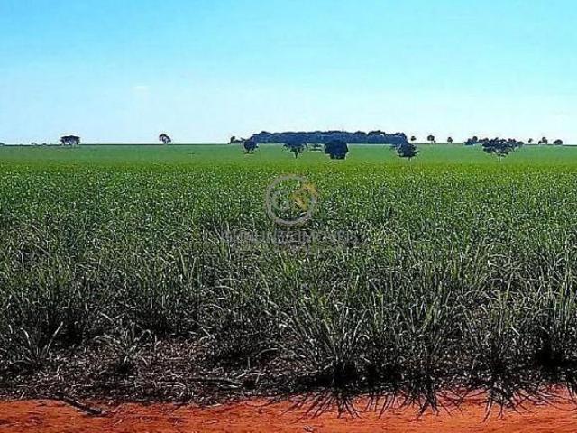 Fazenda 140 Alqueires Arrendada para Usina São Martinho GO