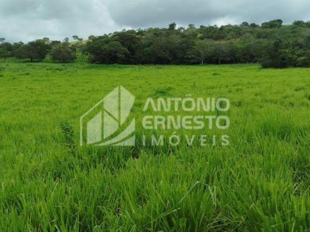 FAZENDA 142 HECTARES, CURVRLO/MG