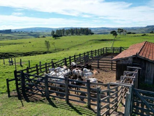 Fazenda 182 hectares Ribeirão Claro divisa com Jacarezinho Paraná
