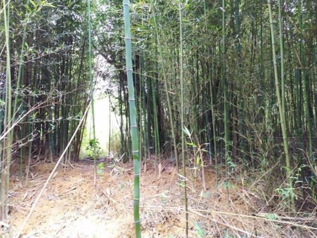 Fazenda para venda em Centro, Carandaí