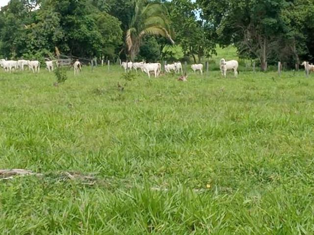 Fazenda para venda em Centro, Santo Antônio do Leverger