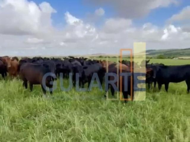 Fazenda