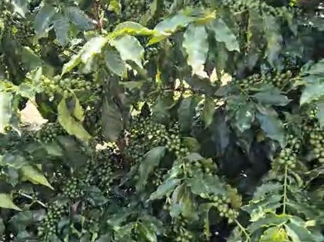 Fazenda