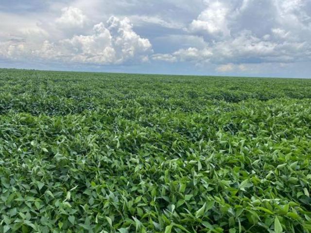 Fazenda 1000 Hectares em São José do Rio Claro MT