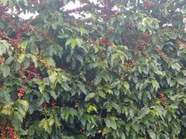 Fazenda