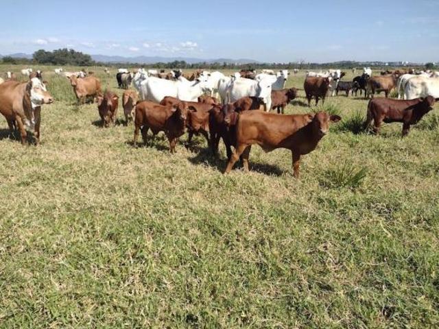 Fazenda