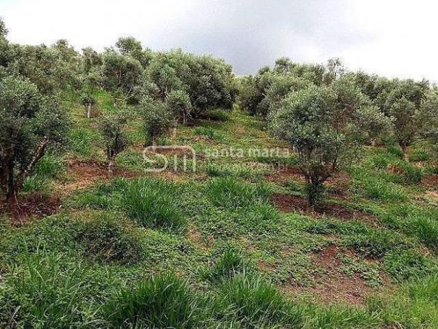 Fazenda