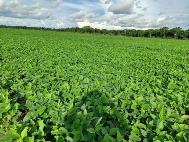 Fazenda