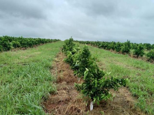 Fazenda