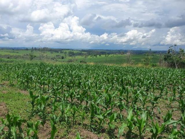 Fazenda 125 Alqueires, Aproveitamento de 70% em Lavoura, Solo Misto, Boa de Água com Rio, 80% de Apr