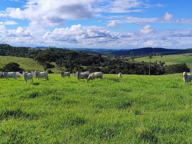 Fazenda 128,26 Hectares ou 53 Alqueires Formada em Pasto Conta com uma Estrutura de Primeira Qua