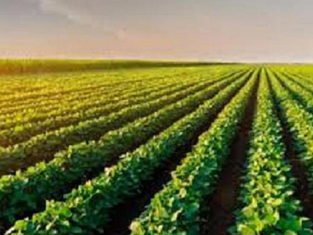 FAZENDA 12.600 HÁ EM SORRISO MT