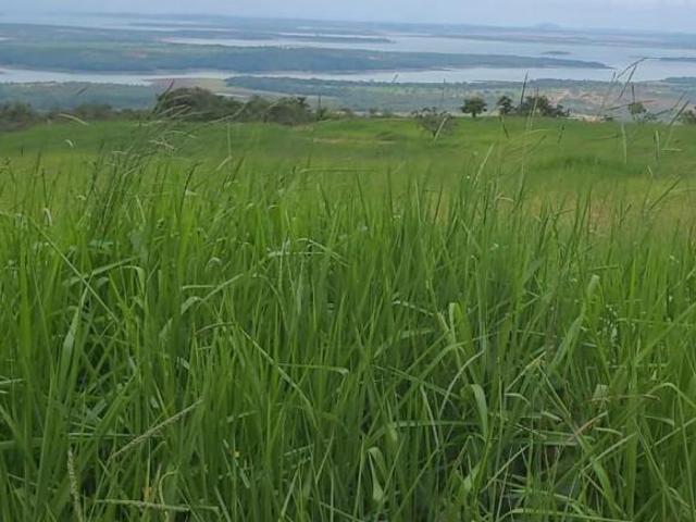 Fazenda