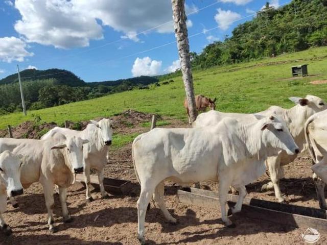 Fazenda