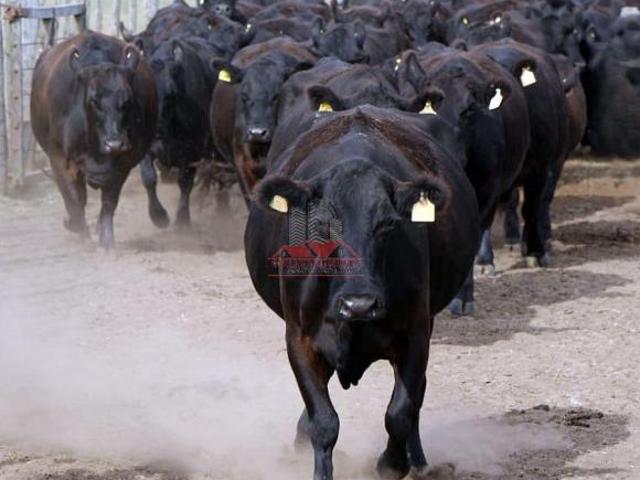 Fazenda 1390 Alqueires à Venda em Cornélio Procópio PR