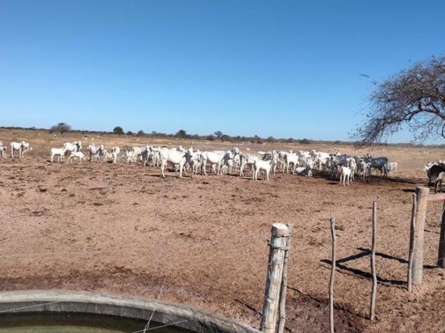 Fazenda 1.500 hectares após Porteirinha/MG