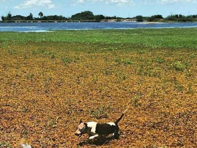 Fazenda