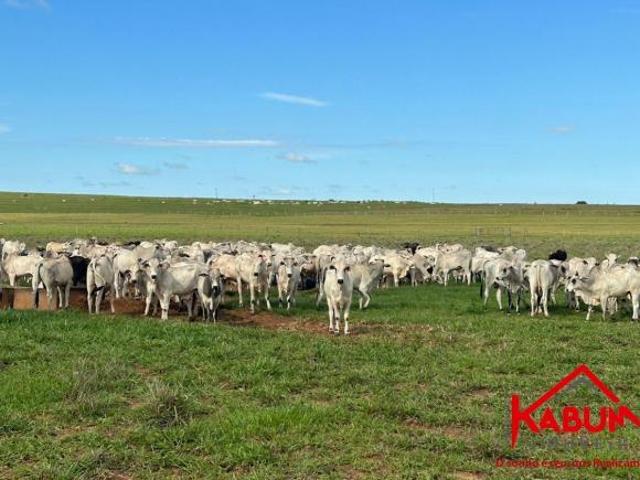 Fazenda