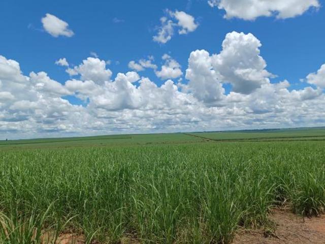Fazenda 274 Alqueires 230 Alqueires em Cana Topografia Plana a Semi Plana Solo Mista a Vermelha Usi