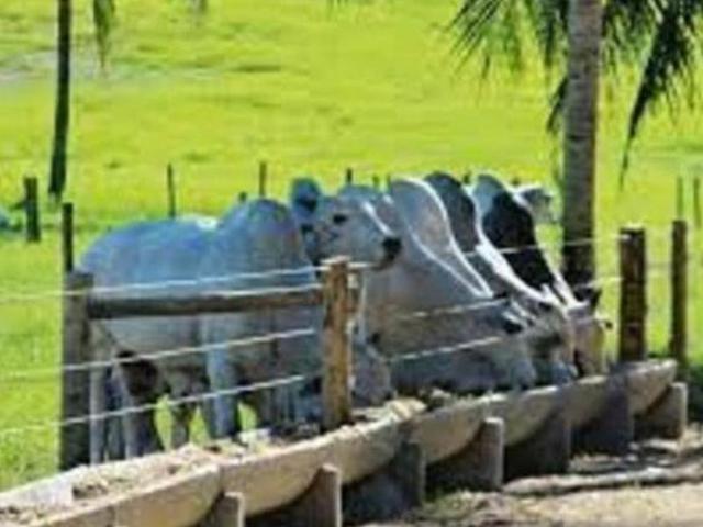 Fazenda