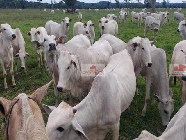 Fazenda 2840 hectares, dupla aptidão, com sede