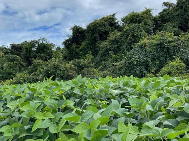 Fazenda