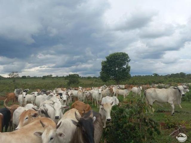 Fazenda