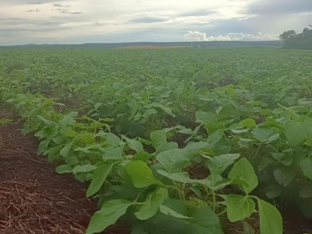 Fazenda 200ha Formoso de MG e Sítio D’Abadia Goiás