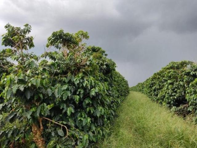 Fazenda