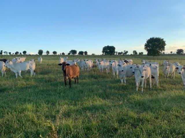 Fazenda