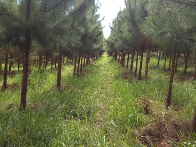 Fazenda