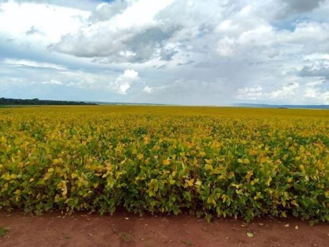 FAZENDA 22.843 HECTARES EM GAÚCHA DO NORTE MT /ARRENDAMENTO