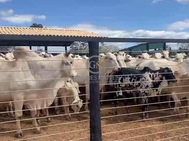 Fazenda 2.438 ha à Venda em Joaquim Felício MG na BR 135