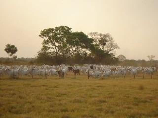Fazenda