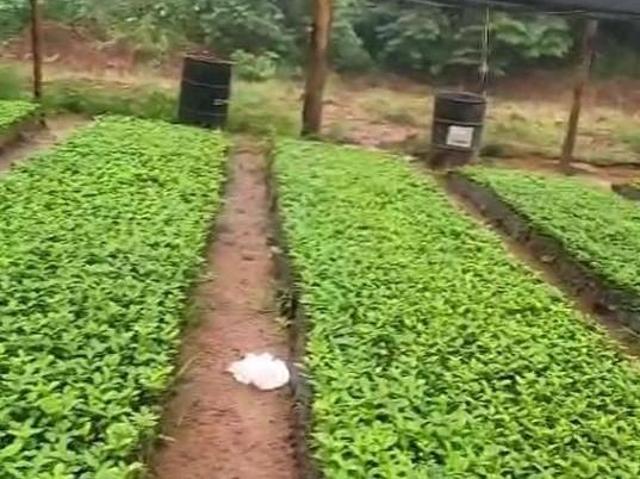 Fazenda para venda em Centro, Bom Sucesso