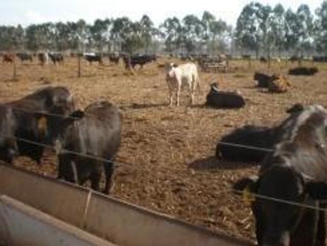 Fazenda