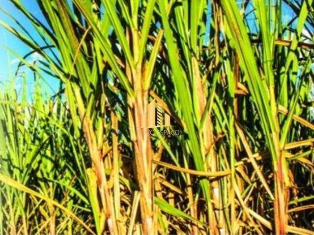 Fazenda 300 Hectares Cana de açucar São Paulo