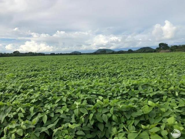 Fazenda